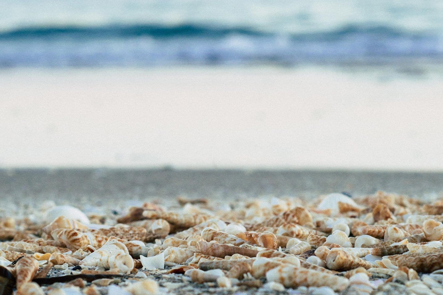 Best beaches for shells on East Coast Florida